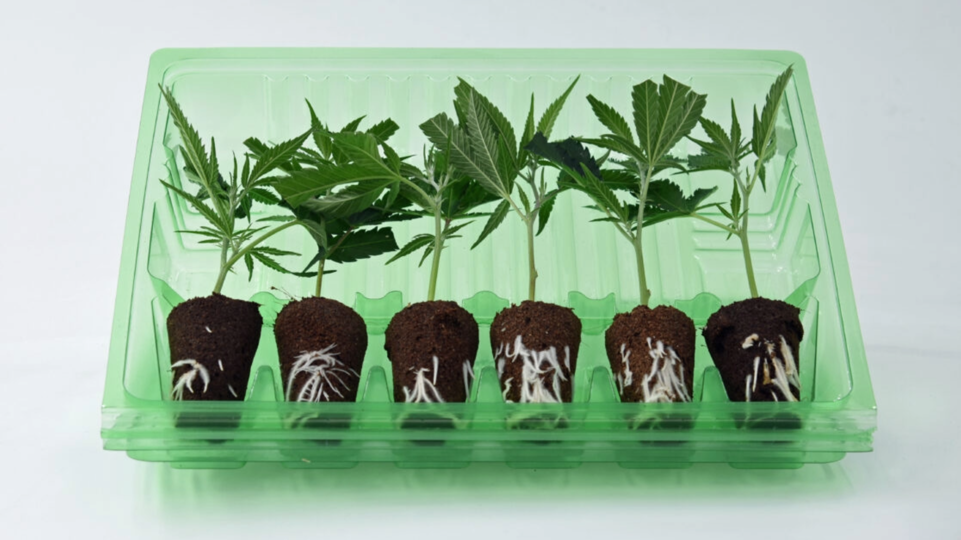 Tag 1 – So schlägt dein Setzling Wurzeln - Adelli